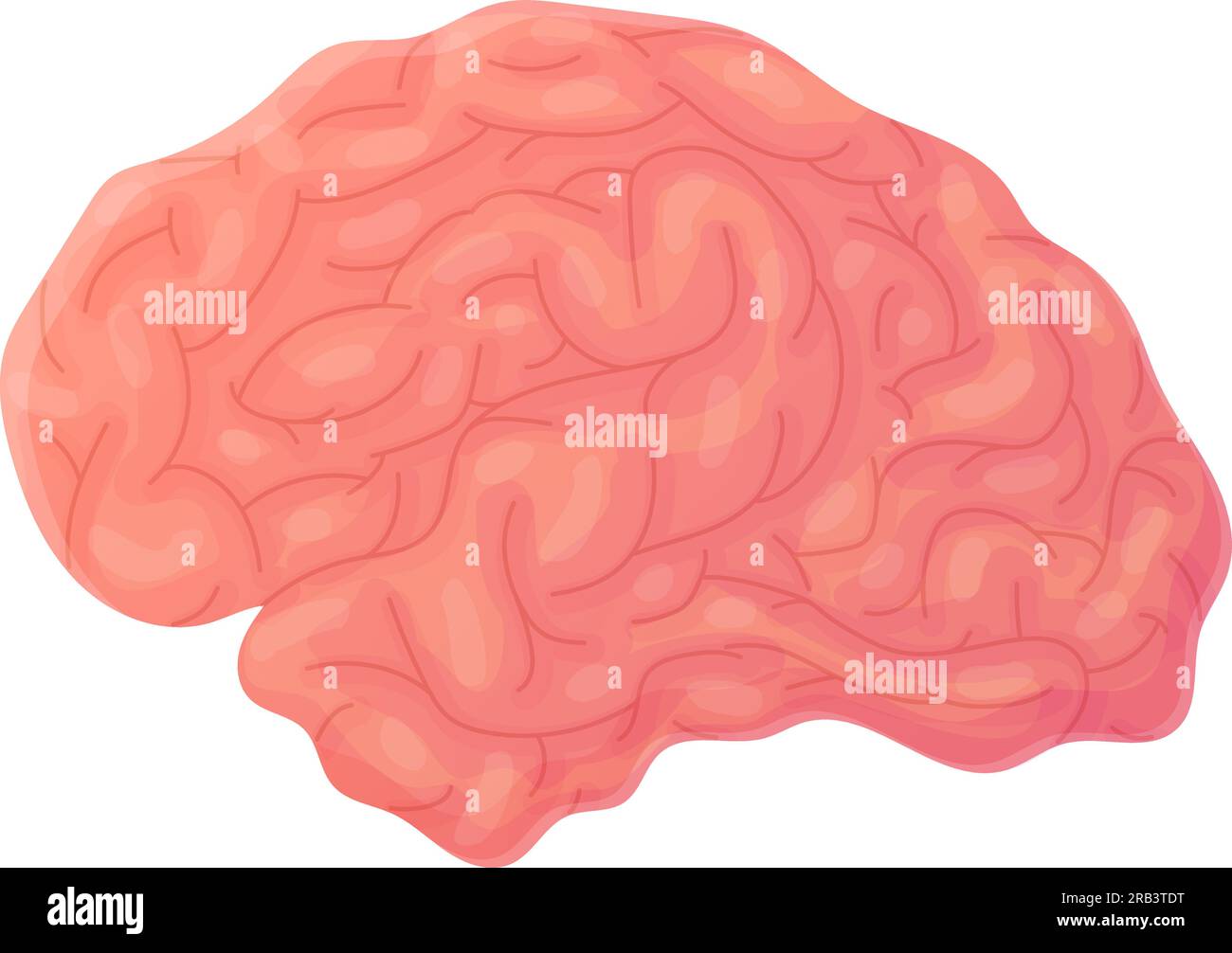 Human brain. Concept of wisdom, clever, smart. Internal organ, anatomy ...