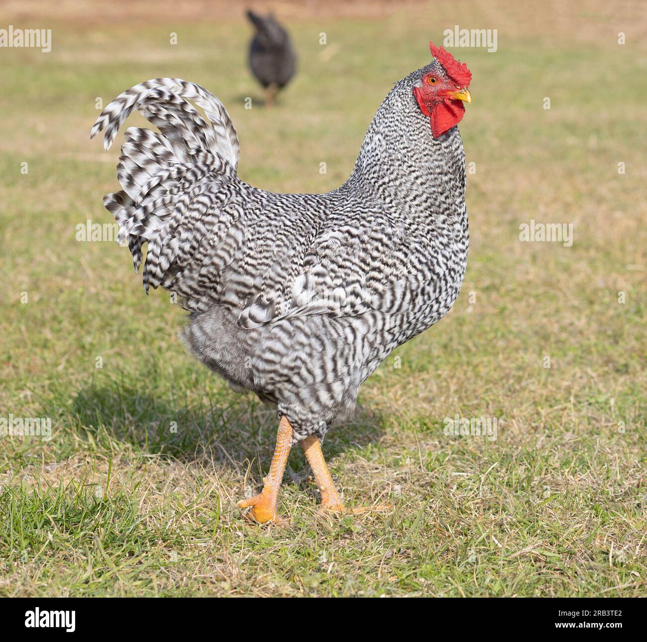 Dominique chicken rooster on a grassy field with a hen walking off in ...