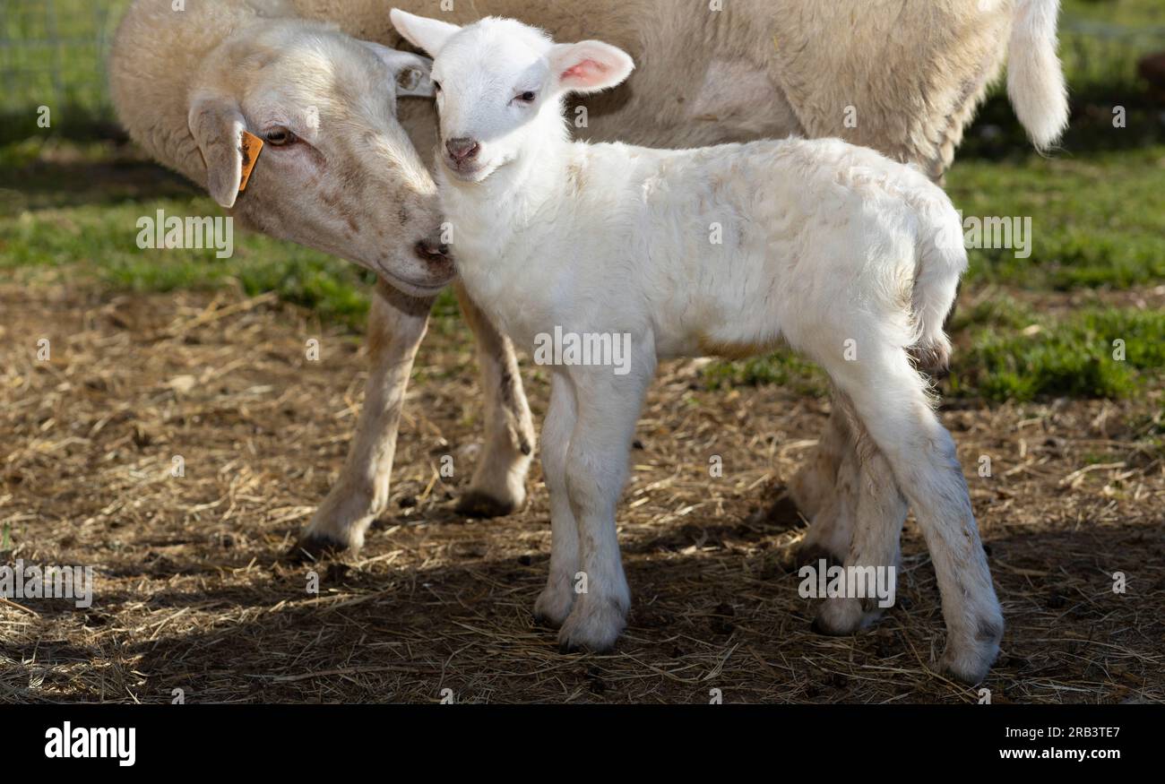 Sheep ewe showing love to its young white lamb Stock Photo - Alamy