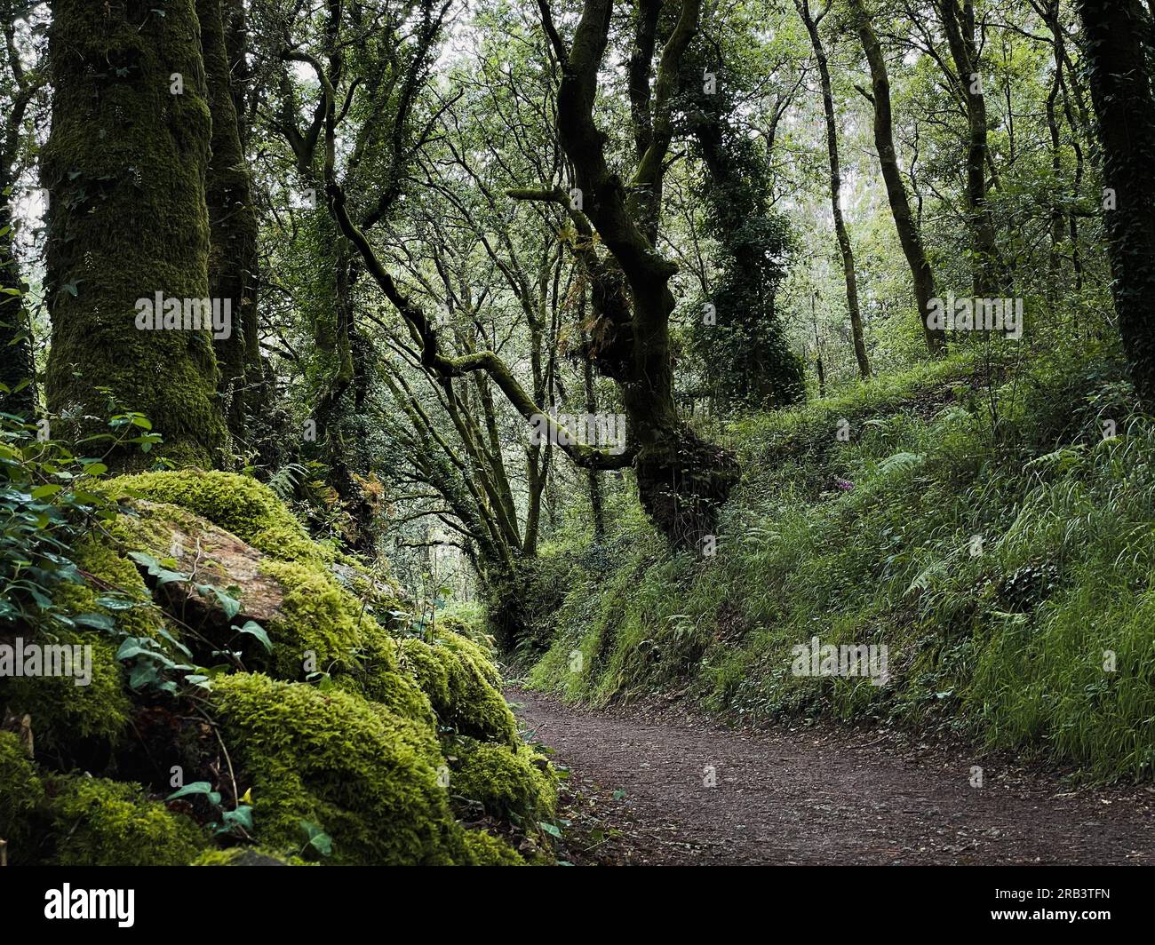 Forest path with trees covered with ivy and moss on Camino de Santiago ...