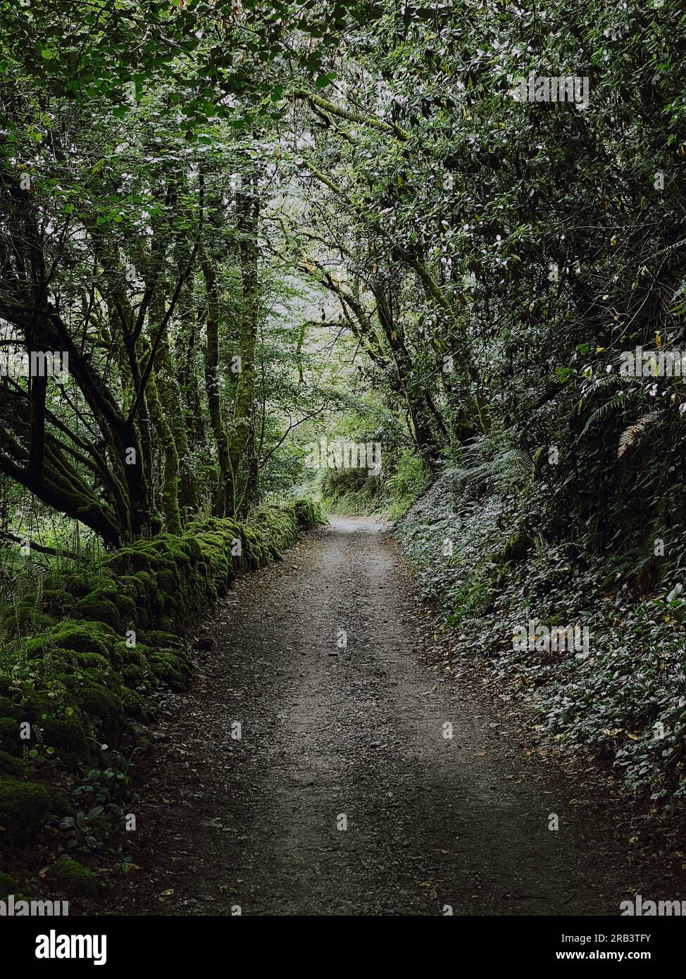 Forest path with trees covered with ivy and moss on Camino de Santiago ...