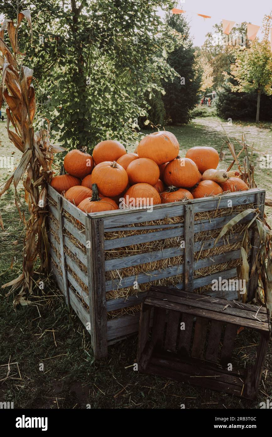 A pumpkin farm in autumn Stock Photo - Alamy