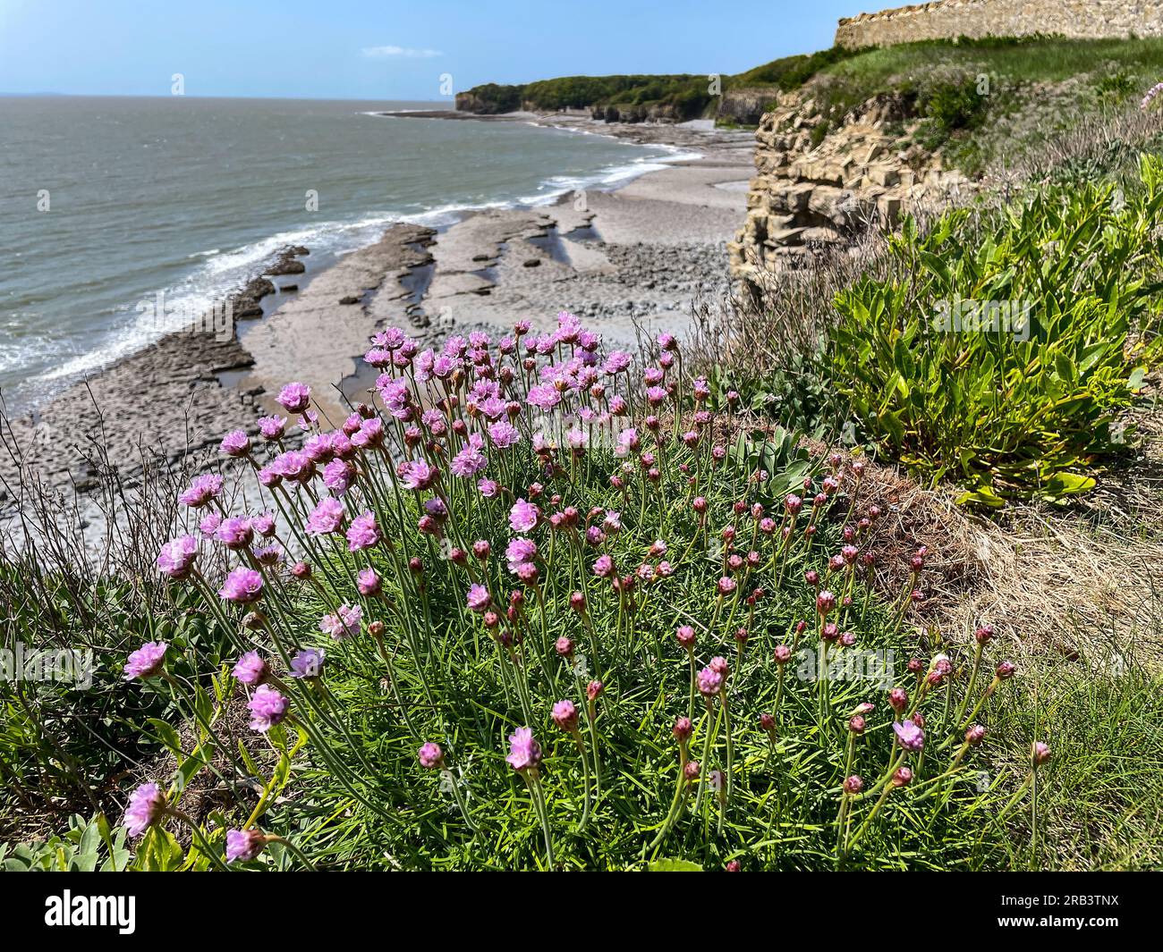 Clifftop flowers hi-res stock photography and images - Alamy