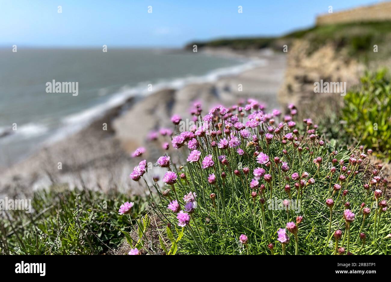 Clifftop flowers hi-res stock photography and images - Alamy