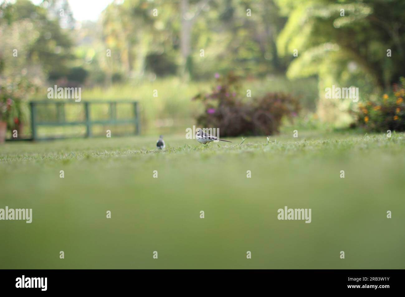Common Kenyan Birds stalking Stock Photo - Alamy