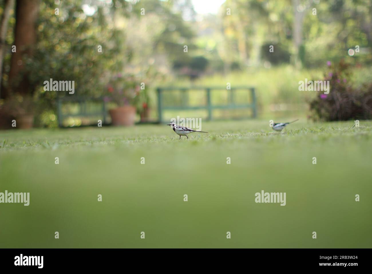 Common Kenyan Birds stalking Stock Photo - Alamy