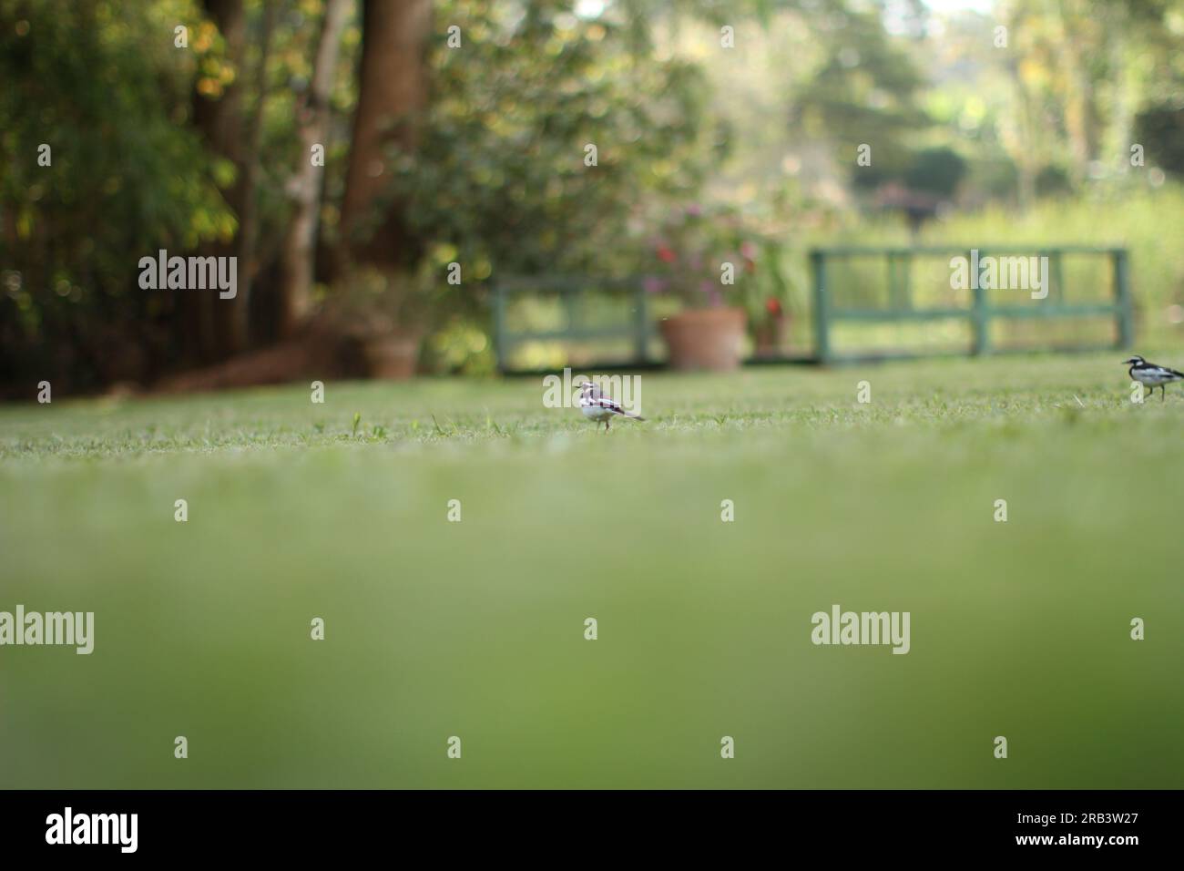 Common Kenyan Birds stalking Stock Photo - Alamy