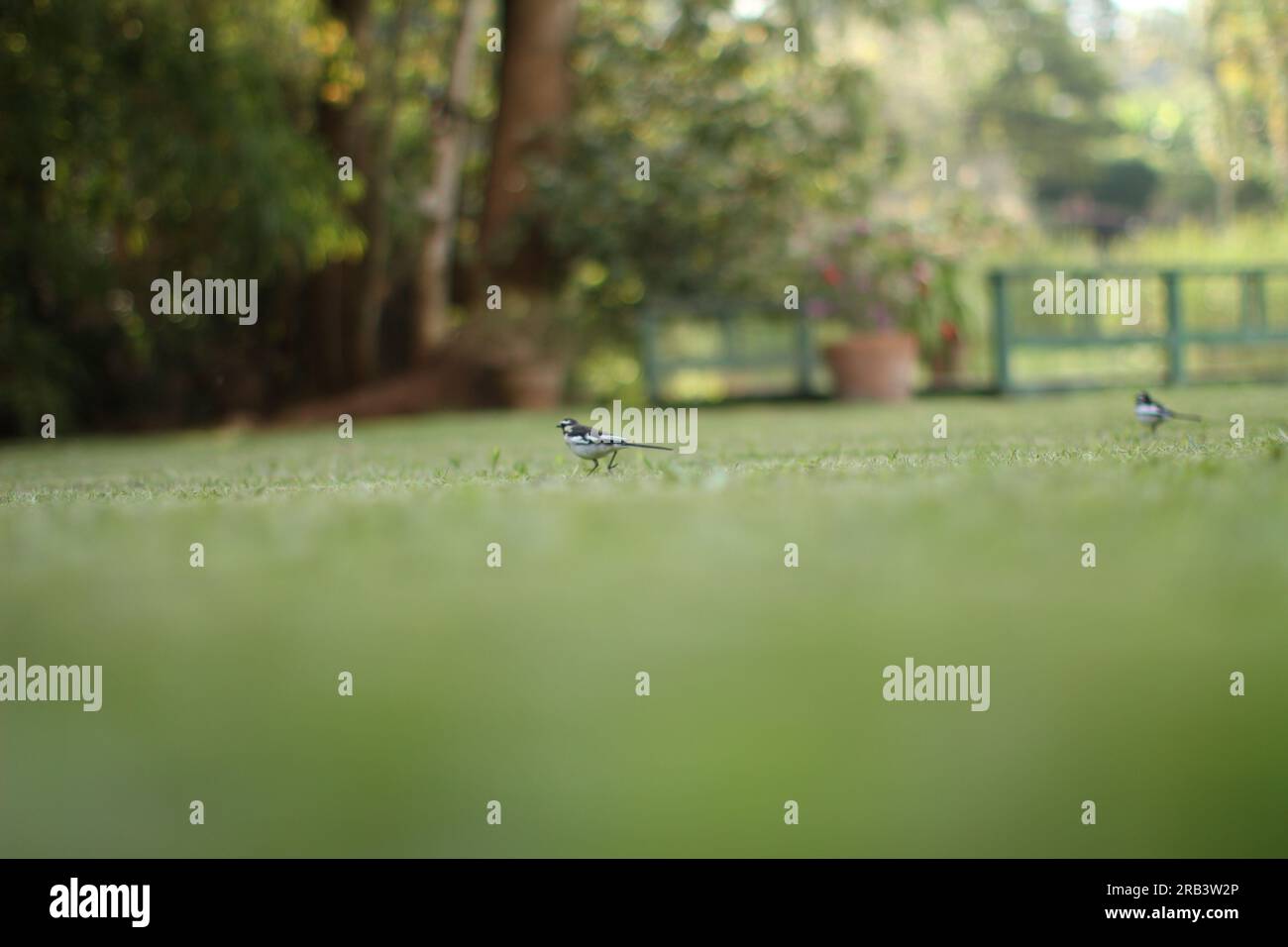 Common Kenyan Birds stalking Stock Photo - Alamy