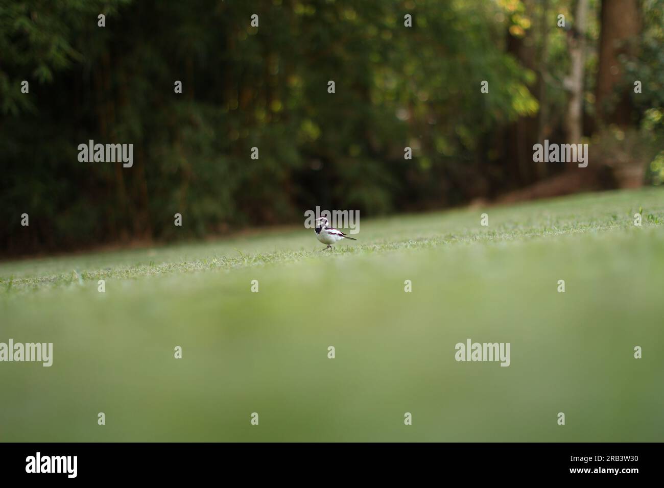 Common Kenyan Birds stalking Stock Photo - Alamy