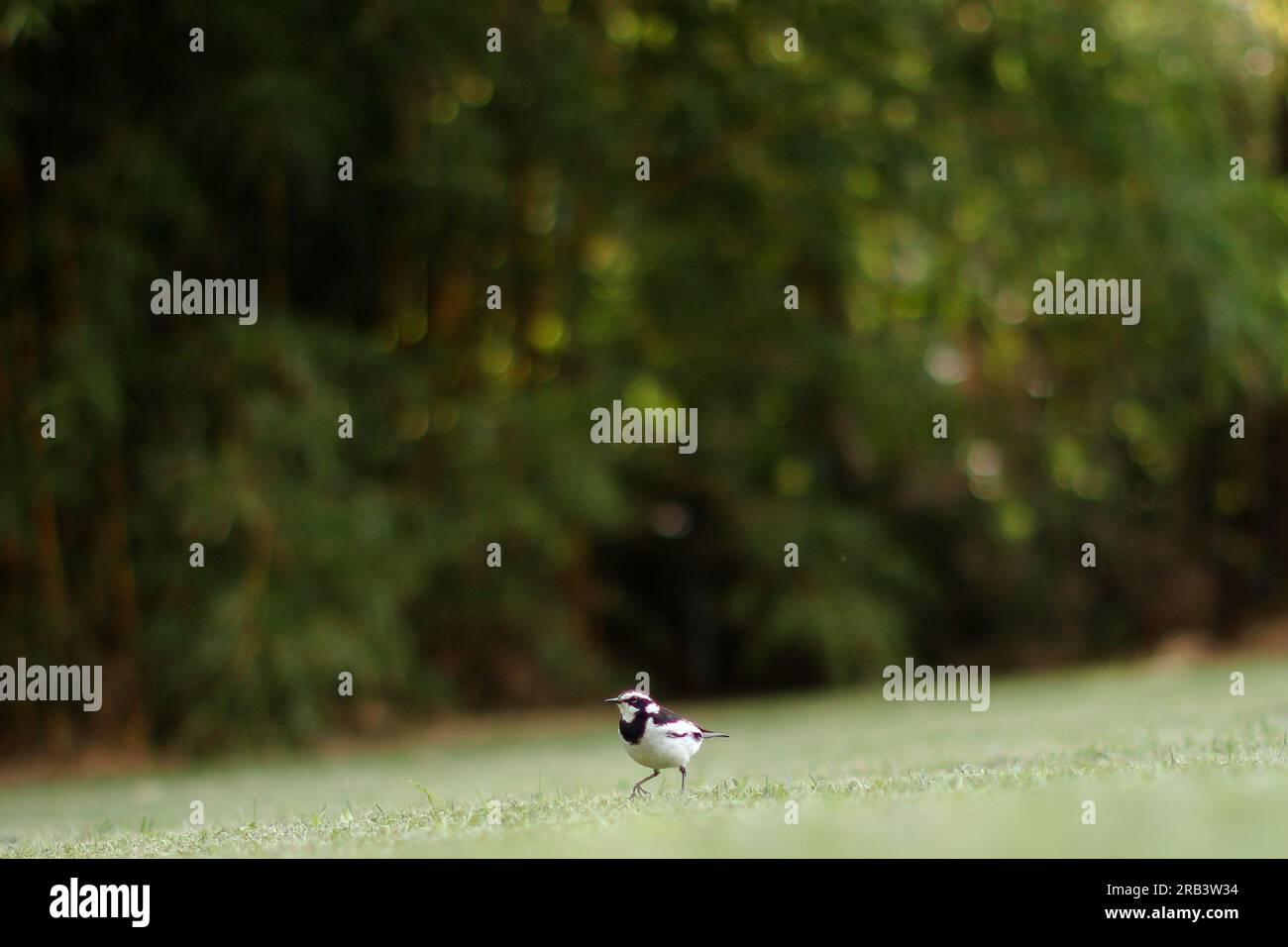 Common Kenyan Birds stalking Stock Photo - Alamy
