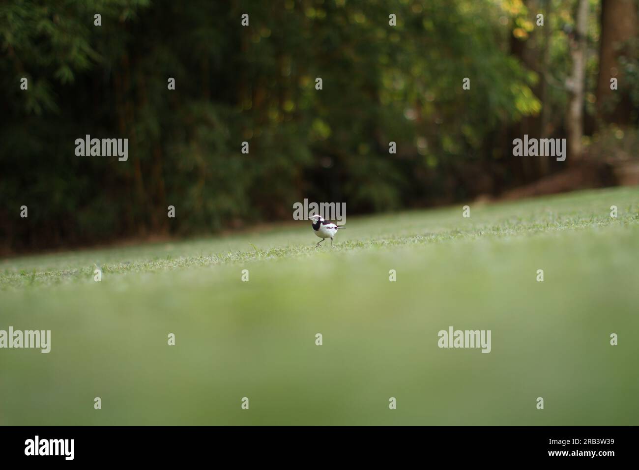 Common Kenyan Birds stalking Stock Photo - Alamy