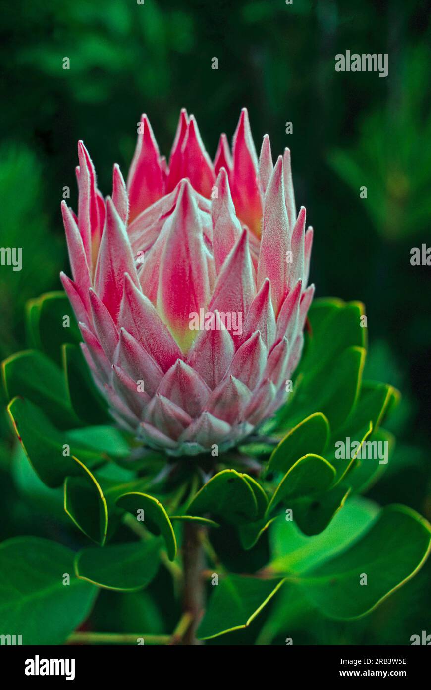 The national flower of South Africa, a King Protea plant in bloom Stock ...