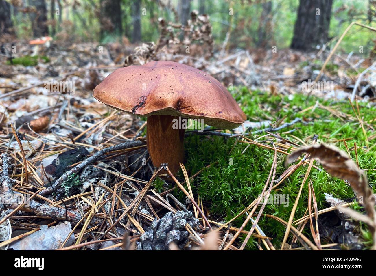 Picking mushrooms hi-res stock photography and images - Alamy