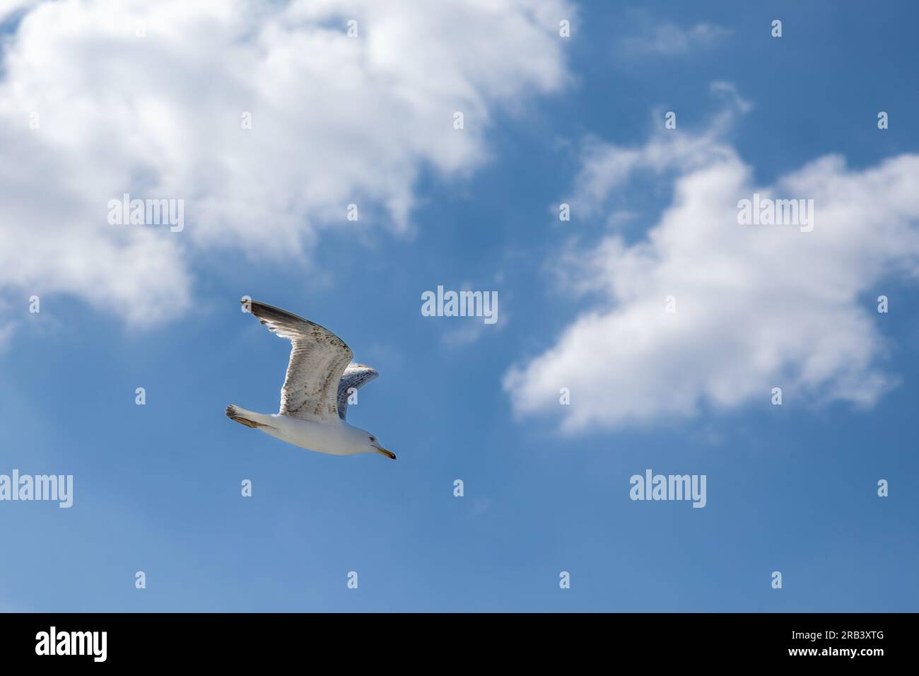 One seagull flies against background of the blue sky spreading its ...
