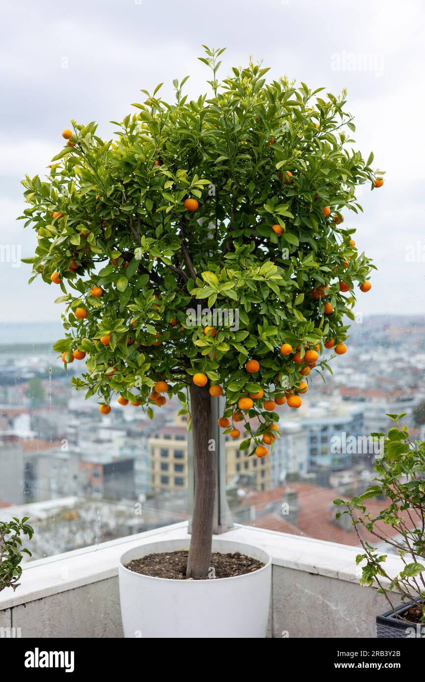 Orange tree in a flower pot. Lots of orange fruits Little tangerines on ...