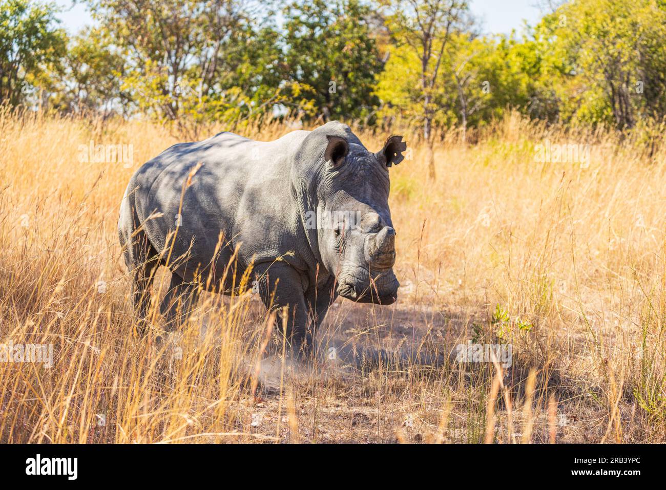Big white rhino male standing guard ready to charge, Matopos, Zimbabwe ...