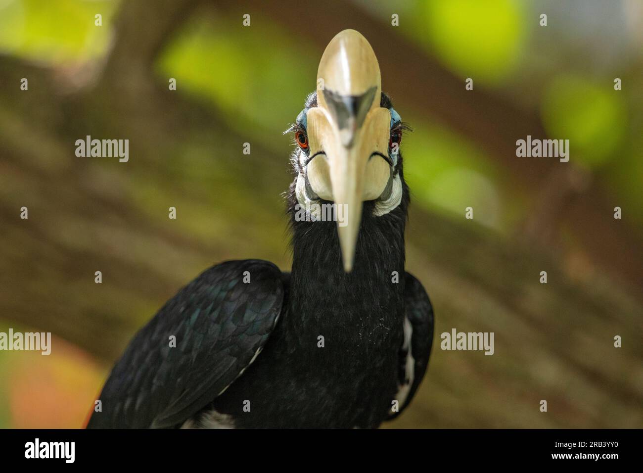 Shortly after feeding a fledgling two bird's eggs, the adult male ...