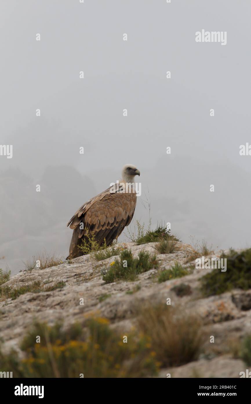 Comunidad de elite hi-res stock photography and images - Alamy