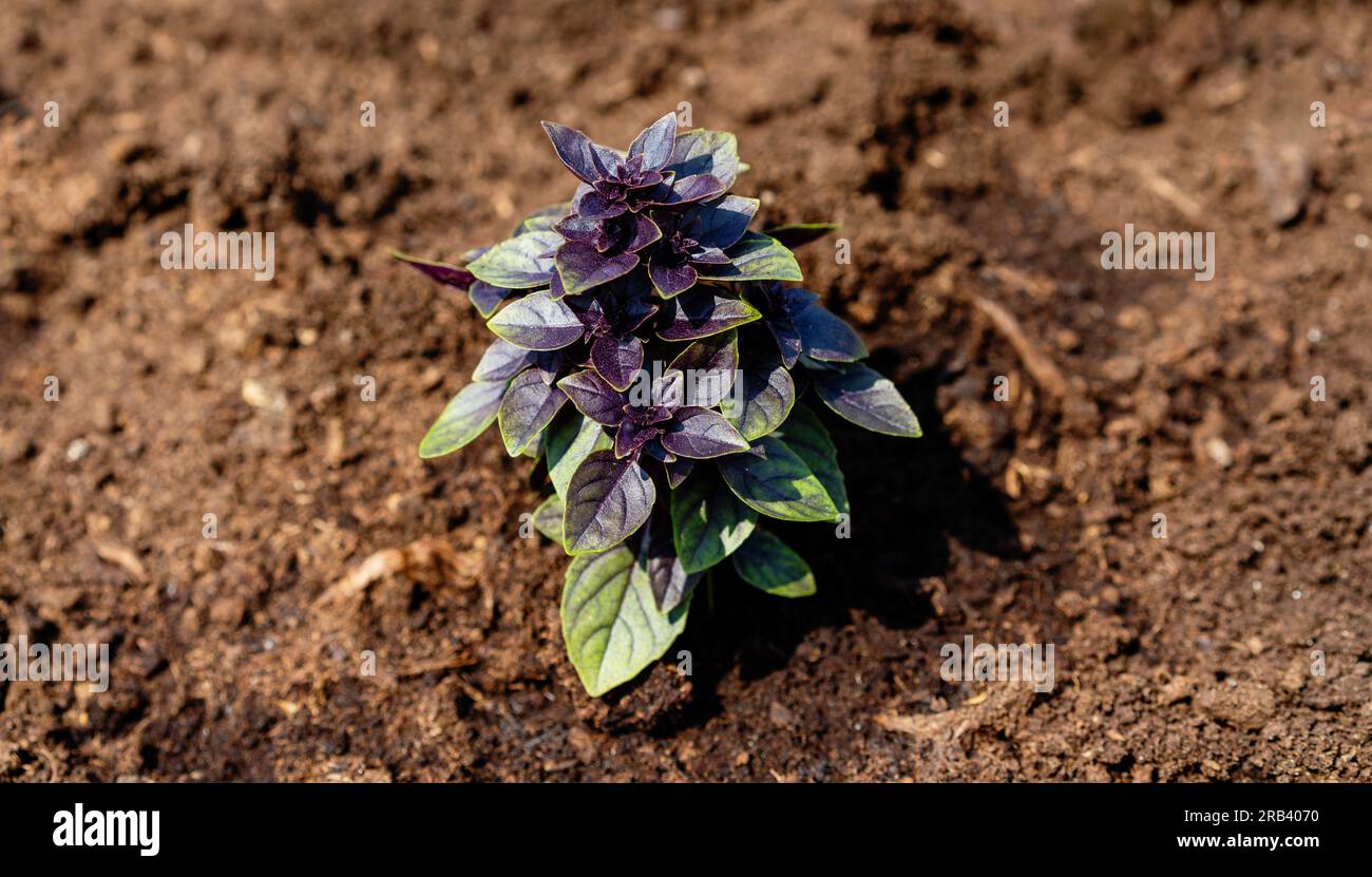 Bush of ocimum basil variety African blue on background of soil Stock ...