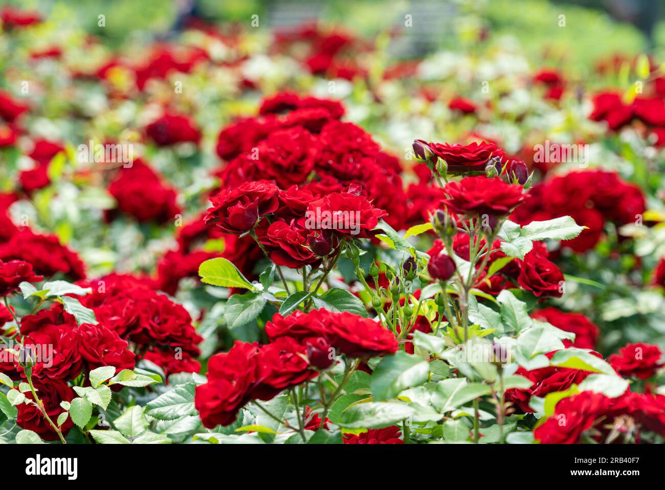 Plantation of bushes of red rose, flowers farming Stock Photo - Alamy