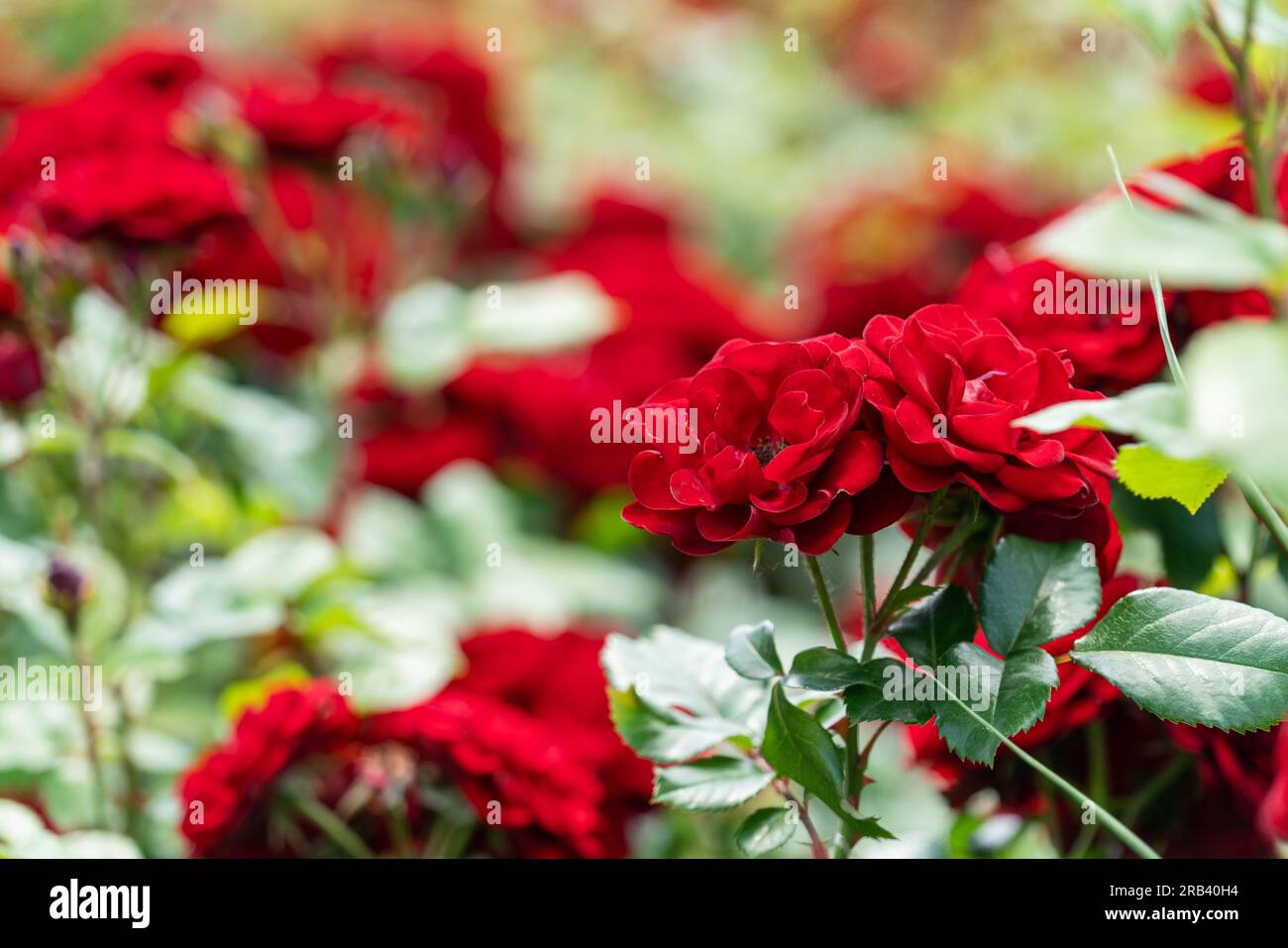 Horizontal background of bush of red roses flowers with differential ...