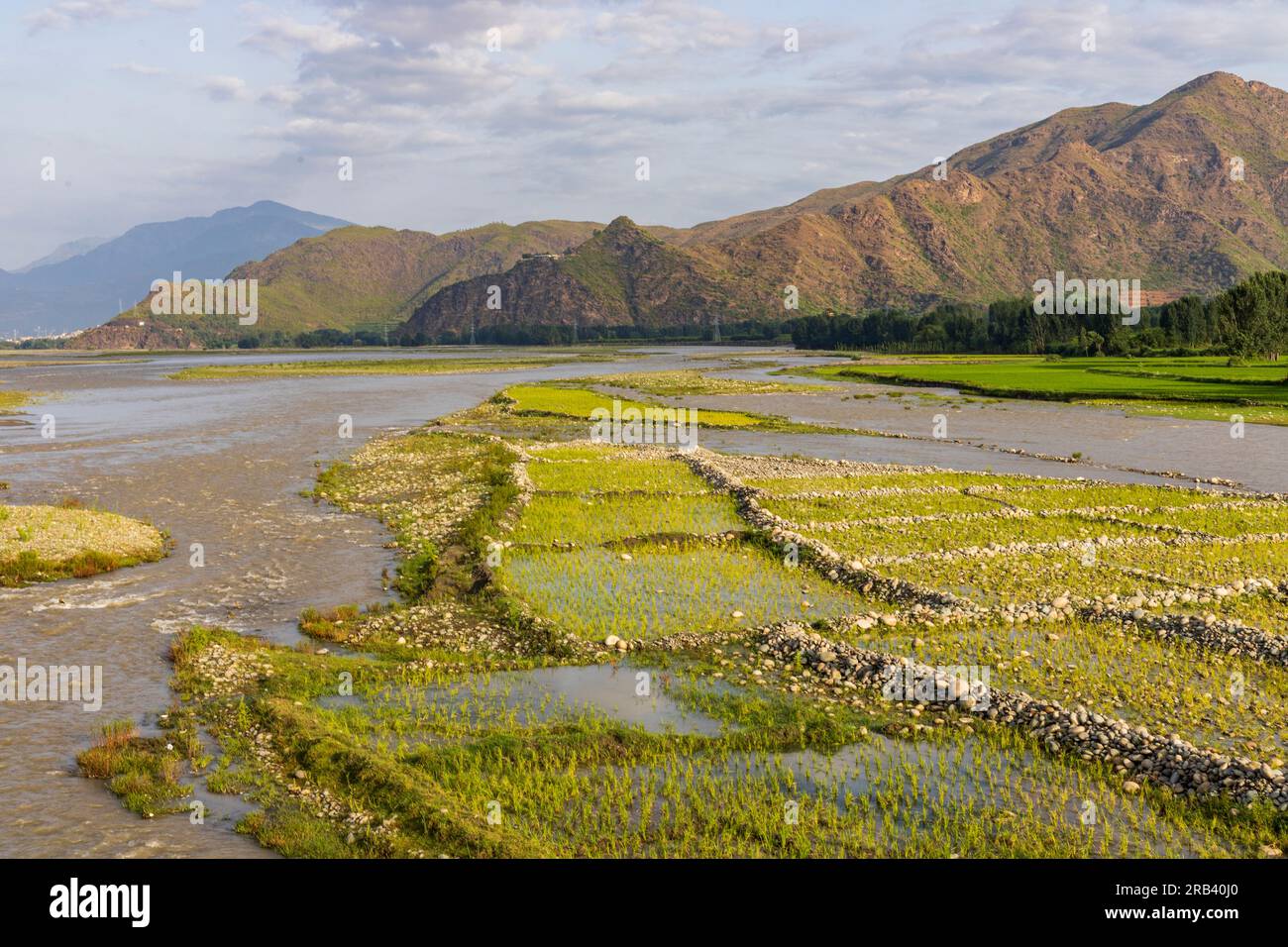 Rice fields at the river bank in the swat valley of Pakistan Stock ...