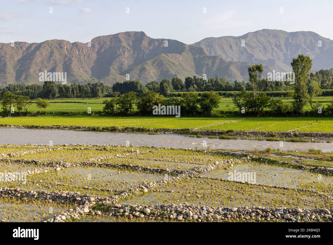 Rice fields in Swat valley with mountain in the background Stock Photo ...