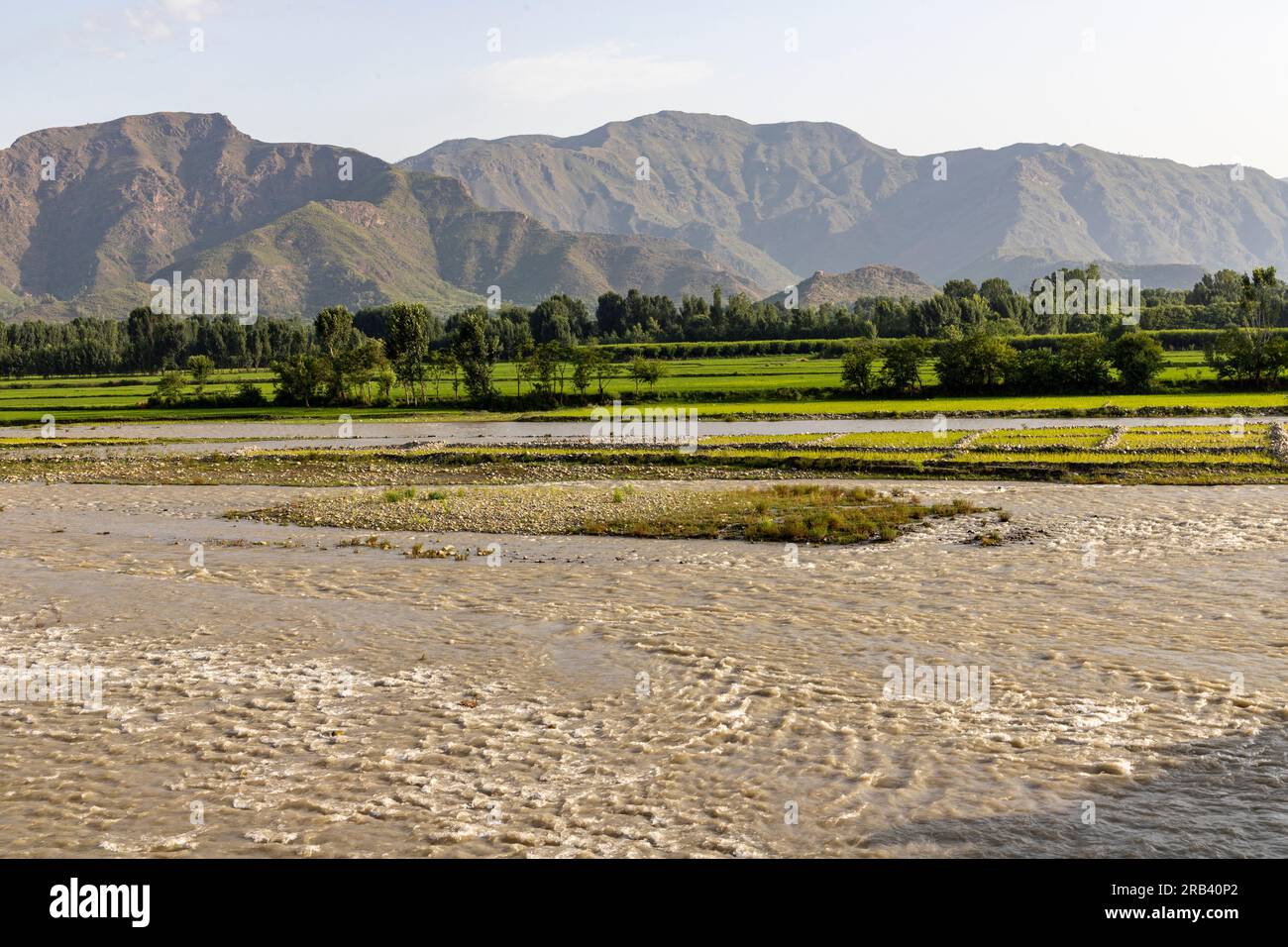 The beautiful rice fields in Pakistan Stock Photo - Alamy