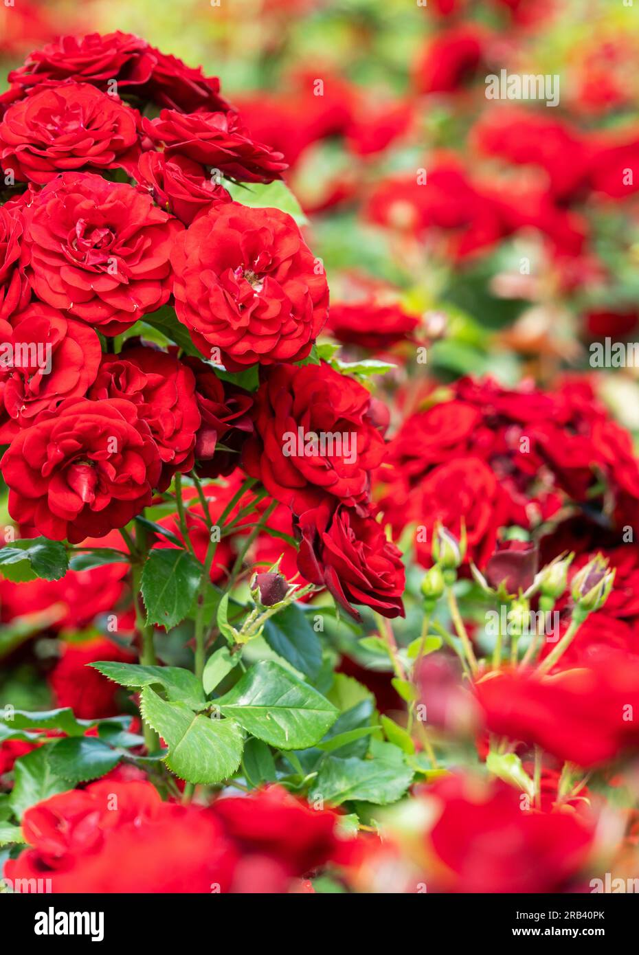 Vertical photo of plantation of red roses flowers close-up. Flowers ...