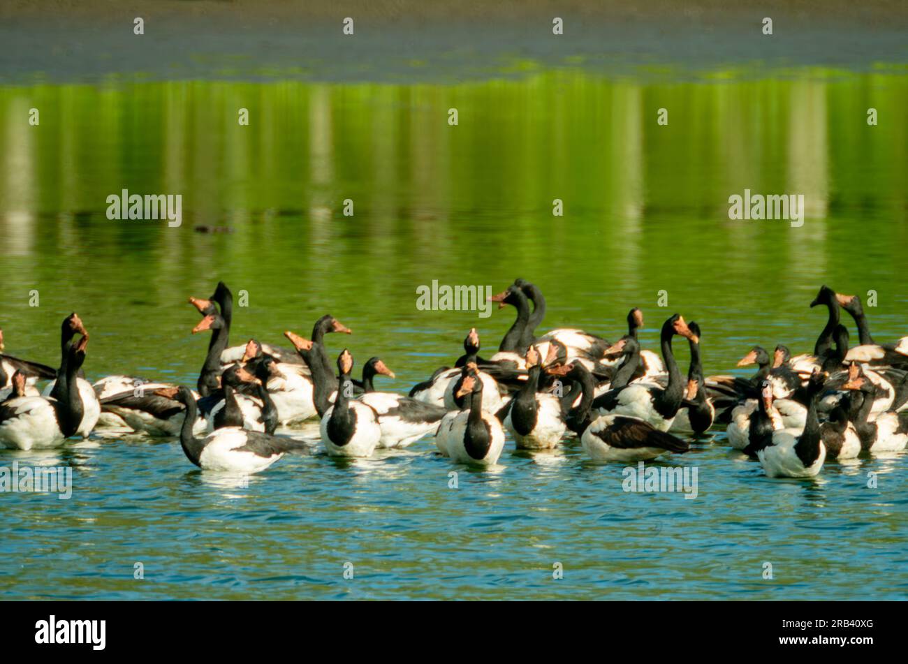 Magpie Geese,Anseranas semipalmata, Hasties Swamp, Australia Stock ...