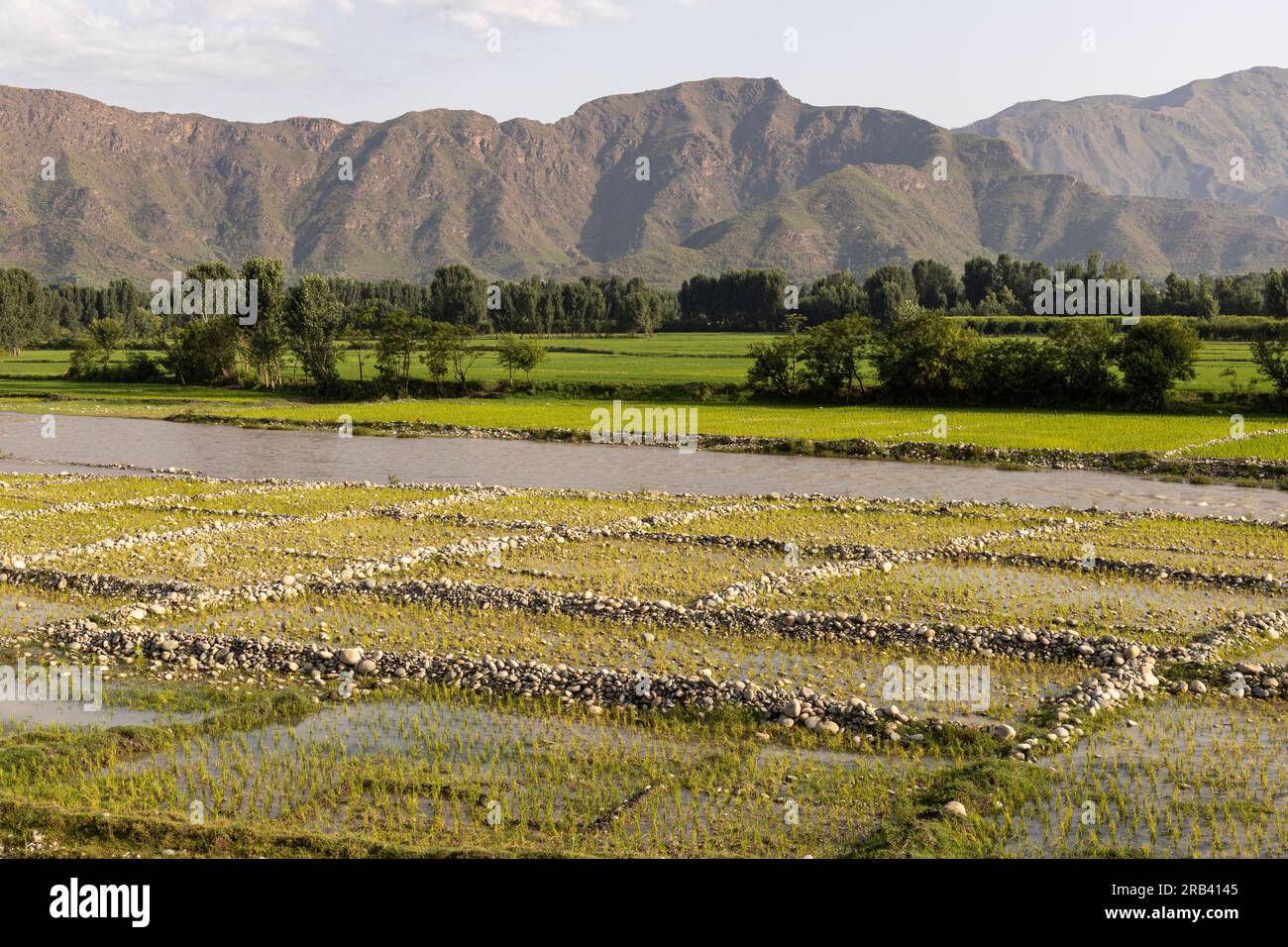 Aerial view hybrid rice hi-res stock photography and images - Alamy