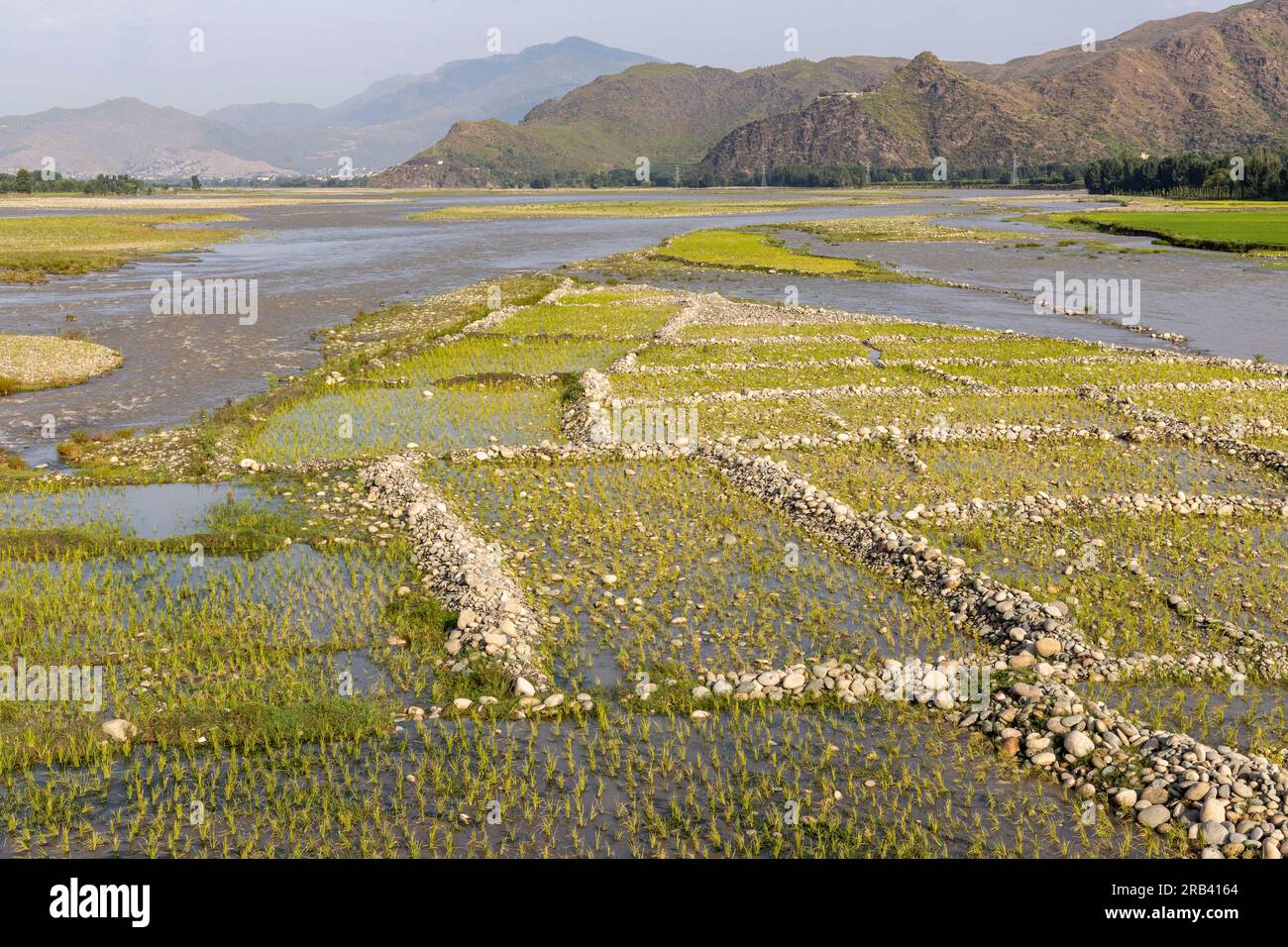 Early morning view of a beautiful rice fields along riverbank in ...