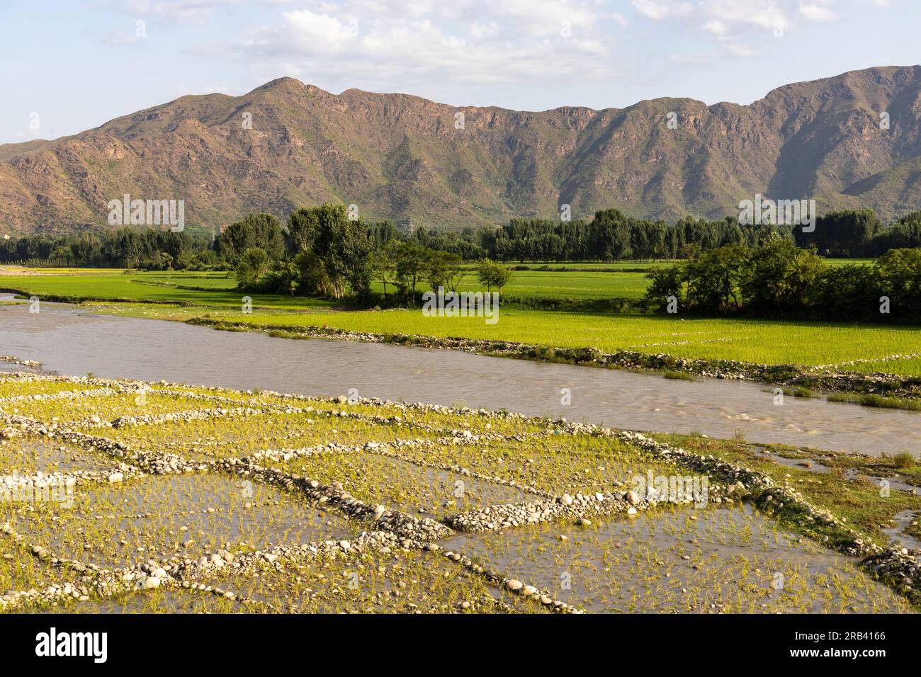 Beautiful rice fields of swat valley in the morning Stock Photo - Alamy