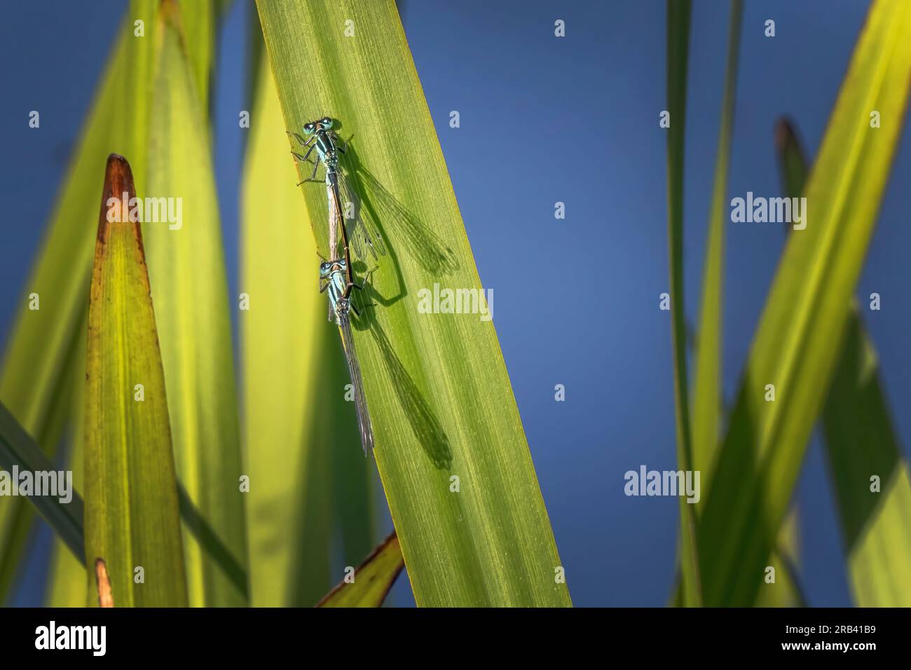 Damselflies getting ready to mate in the eraly morning sunshine with ...