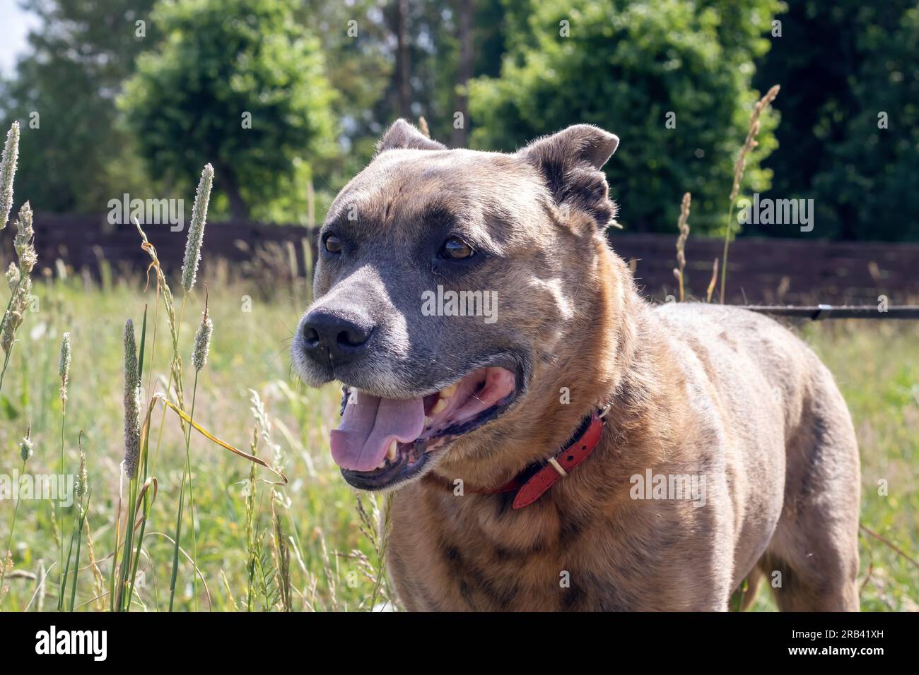 Close up american staffordshire terrier hi-res stock photography and ...