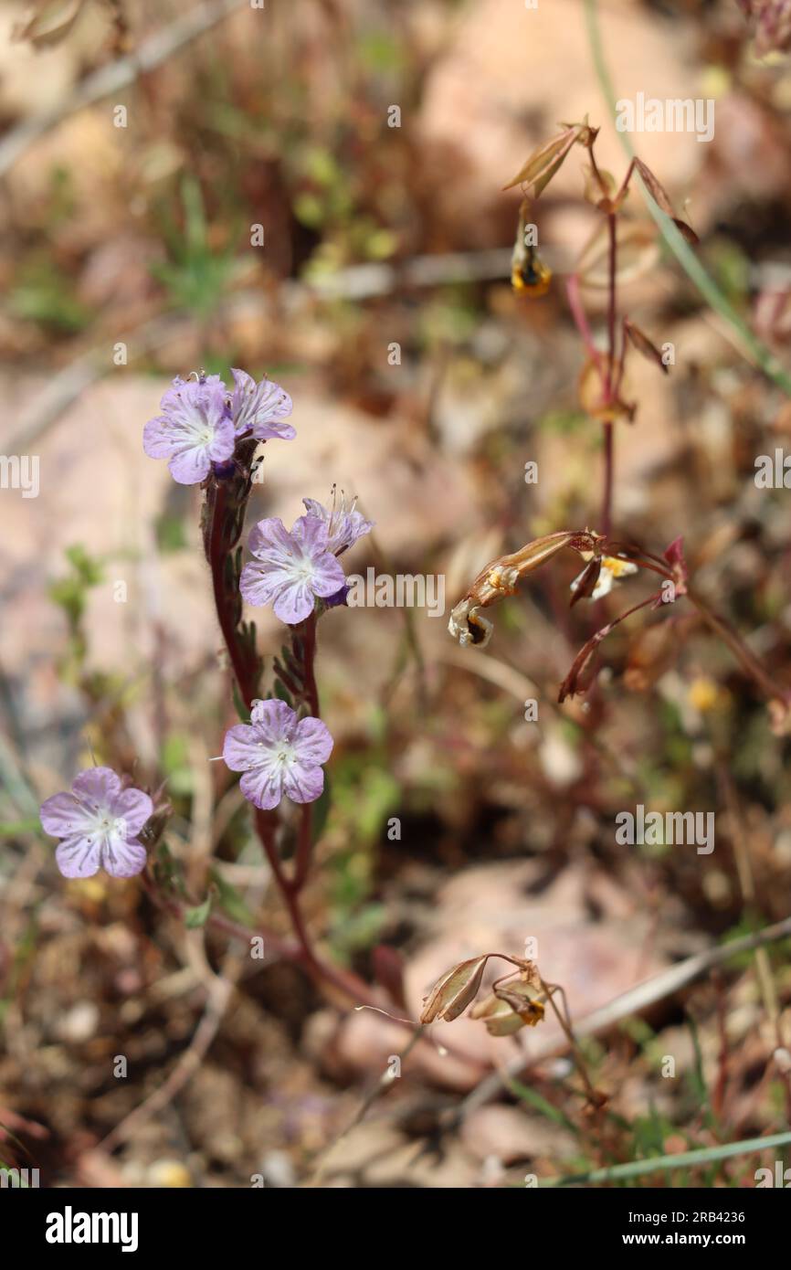 Transverse Range Scorpionweed, Phacelia Exilis, a native annual herb ...