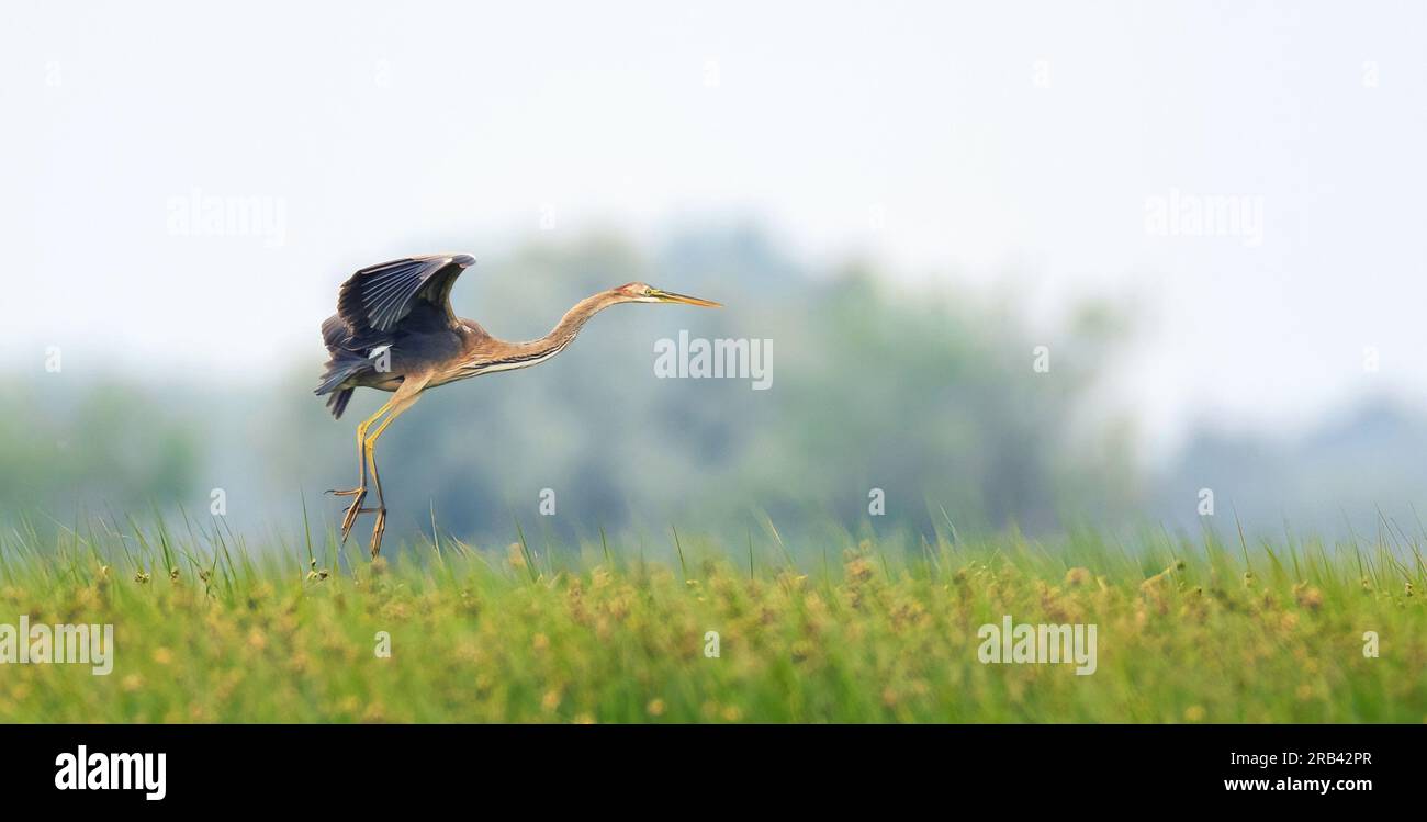 Ardea purpurea red heron flies over the reeds and lands in the grass ...