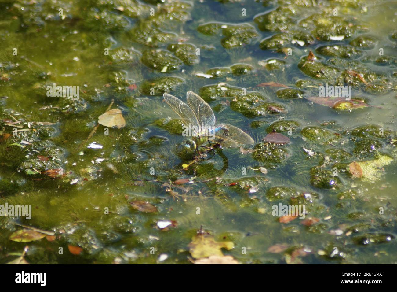 Water stick insect hi-res stock photography and images - Alamy