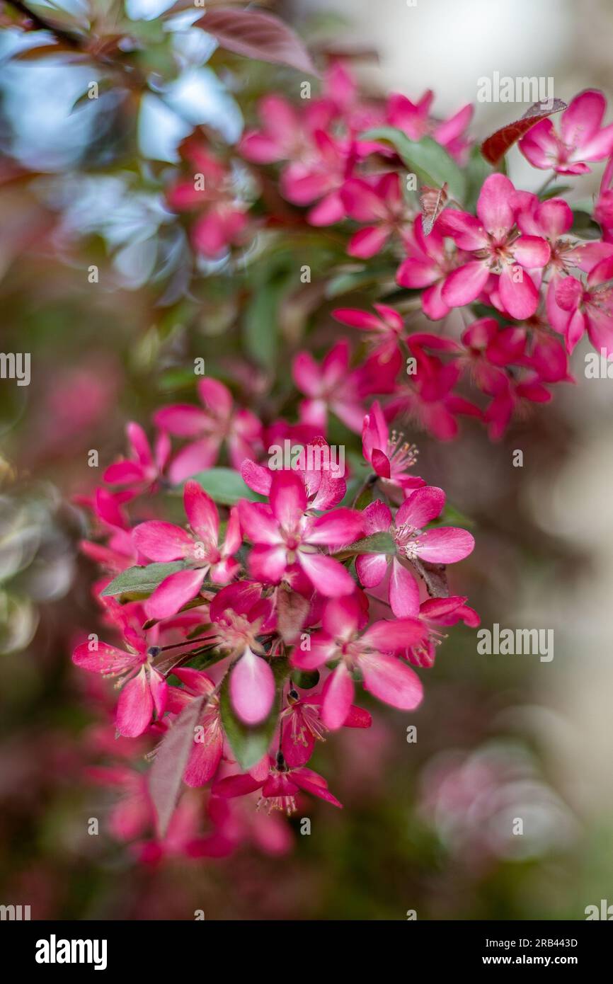 Aesthetic botany hi-res stock photography and images - Alamy