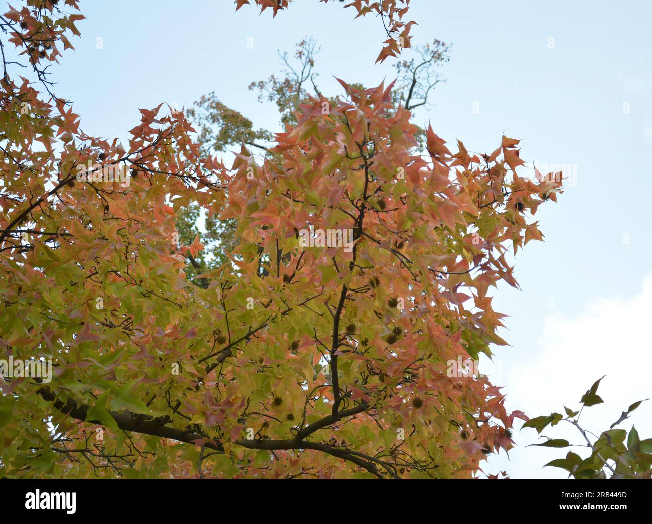 Maple collection hi-res stock photography and images - Alamy