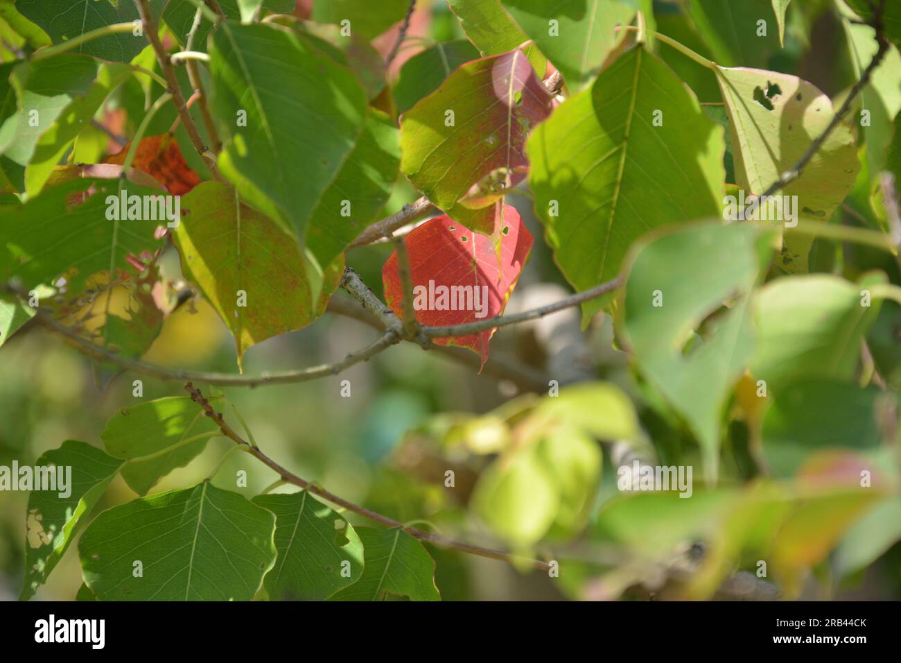 Green og leaves hi-res stock photography and images - Alamy