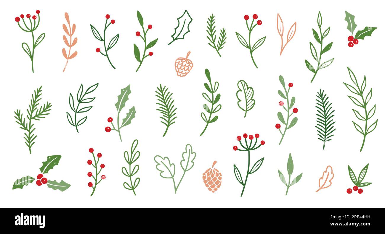 Christmas plant leaf, flower set. Hand drawn doodle sketch holly floral ...