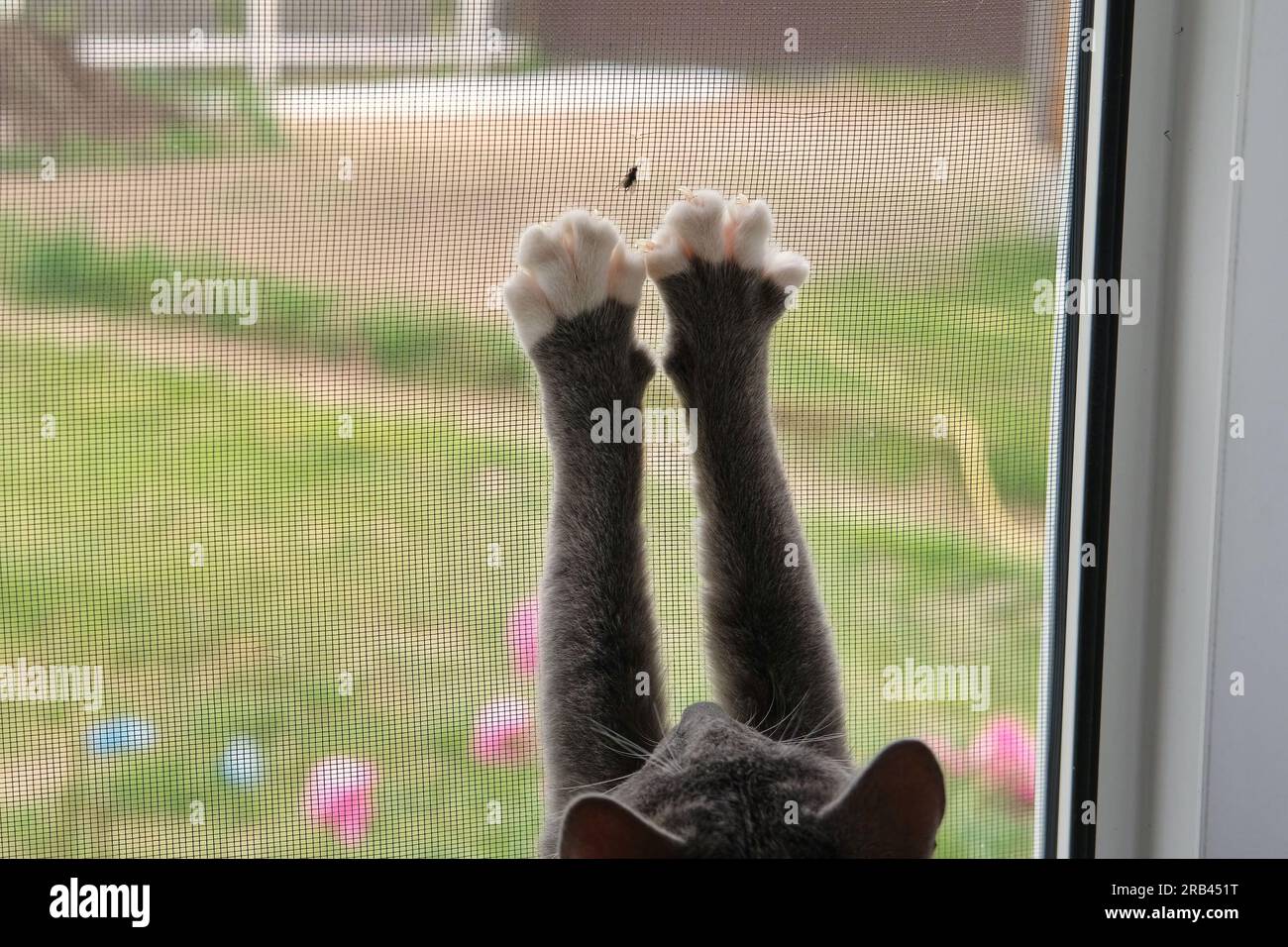Curious Cat is Playing with a Small Flying Beetle on the mosquito net ...