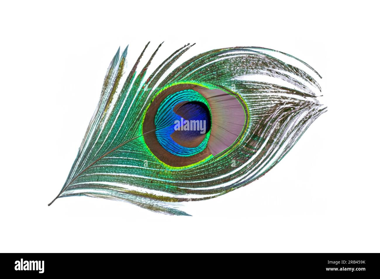 Peacock Feather, Abstract Art Stock Photo - Alamy