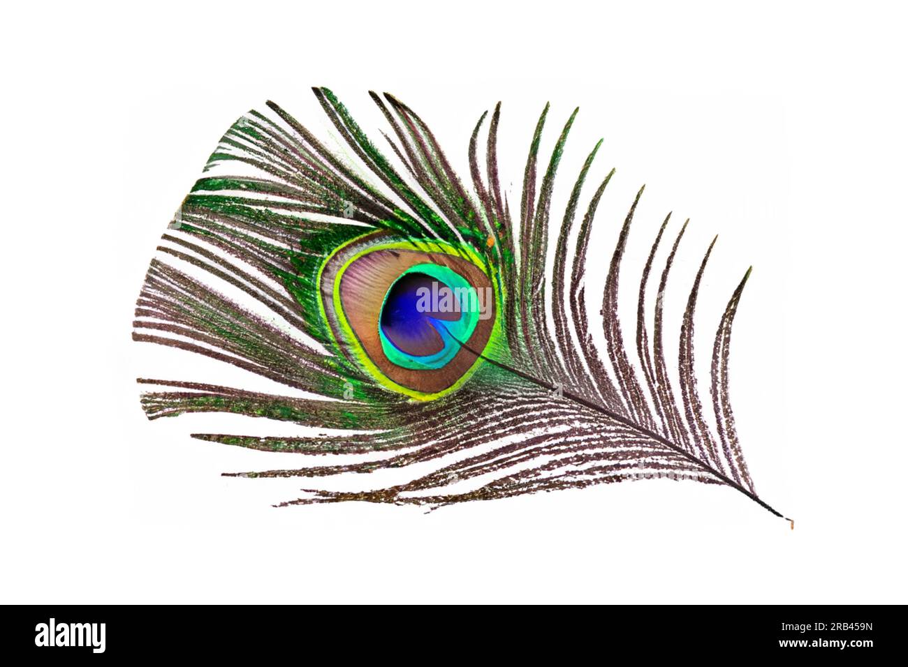Peacock Feather, Abstract Art Stock Photo - Alamy