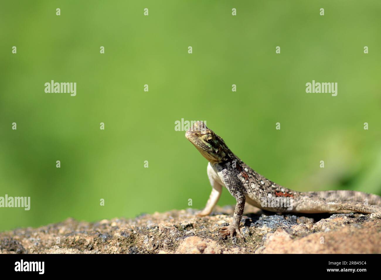 Lizards monitor chameleon small animals basking Stock Photo - Alamy