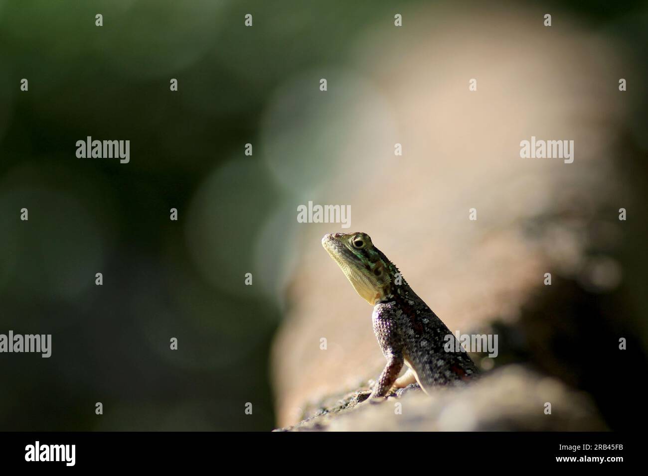 Lizards monitor chameleon small animals basking Stock Photo - Alamy