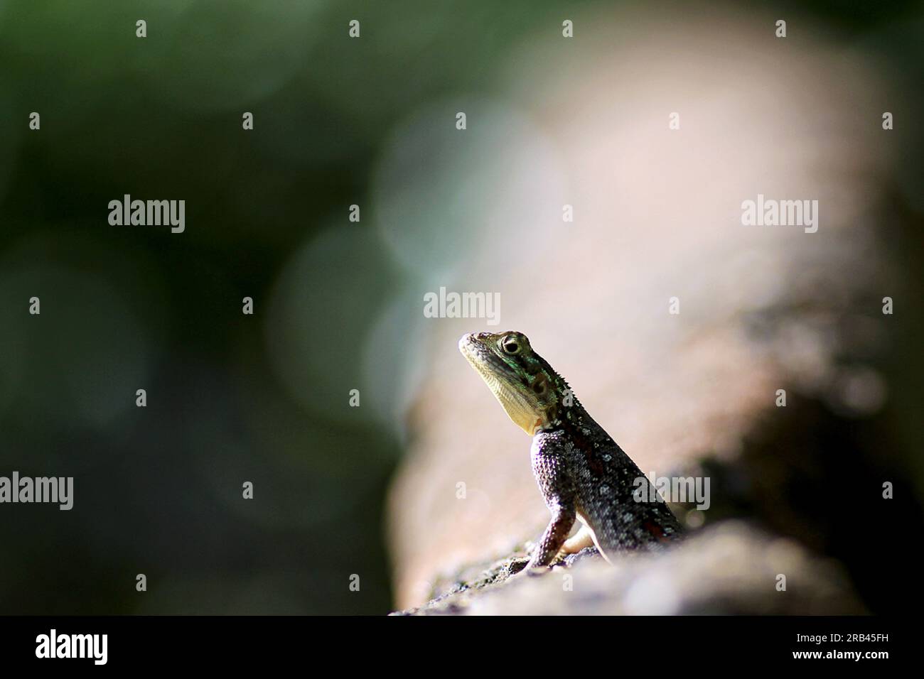 Lizards monitor chameleon small animals basking Stock Photo - Alamy