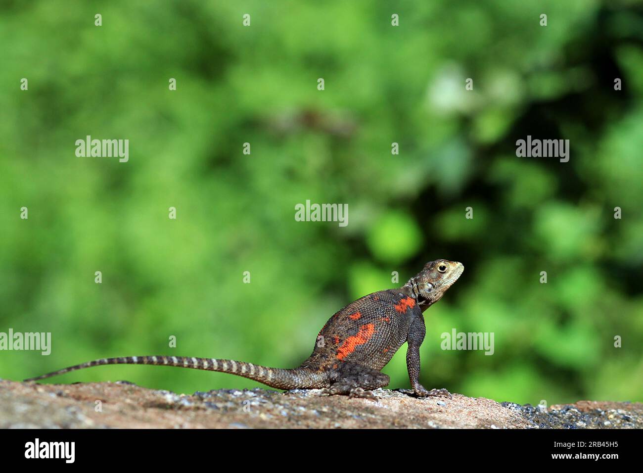 Lizards monitor chameleon small animals basking Stock Photo - Alamy