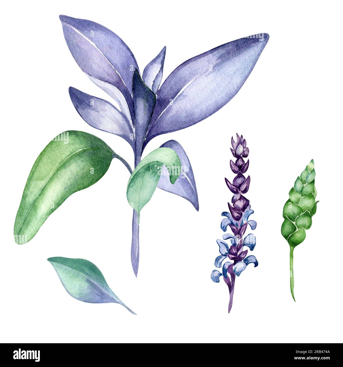 Sage herbal plant watercolor illustration isolated on white background ...